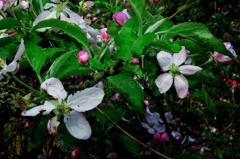 Photo of Forest Flowers in Summer Stock Image - Image of green, forest ...