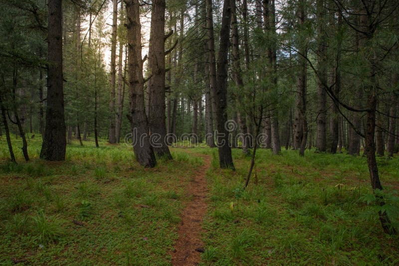 Photo of Forest Inside the Green Valley Nature View with Copy Space for ...