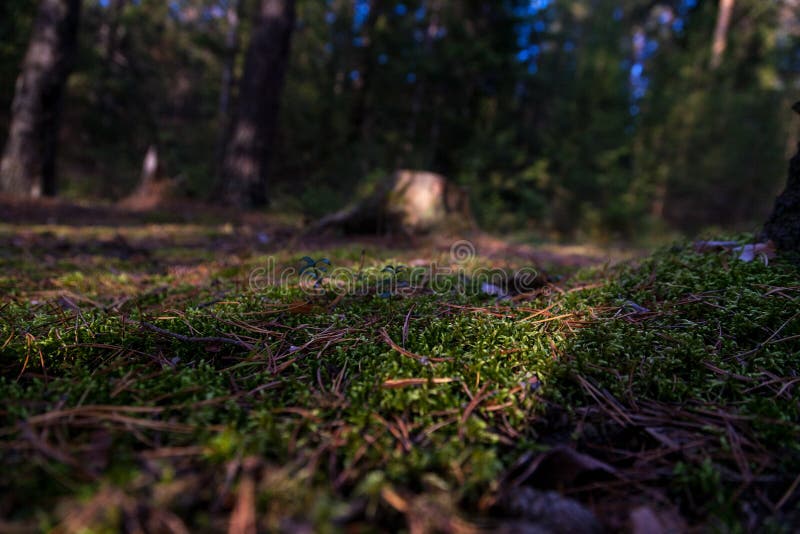 Photo of Forest Litter with Tree Stump Stock Image - Image of wildlife ...