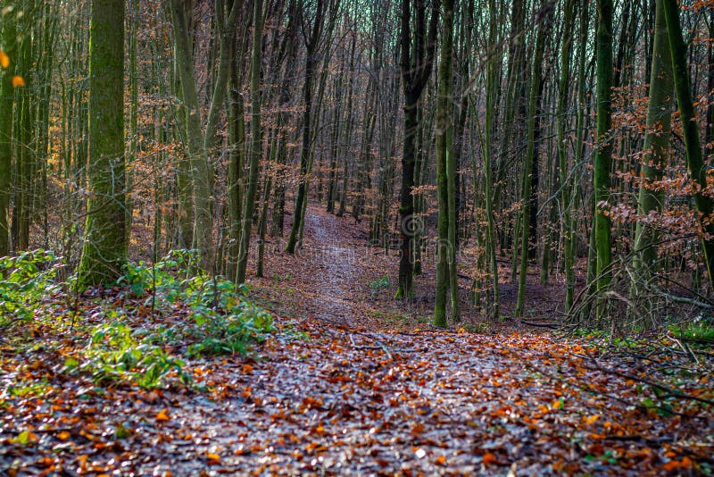 Photo in the Forest Long Trees and Dry Leaves on the Ground Stock Photo ...