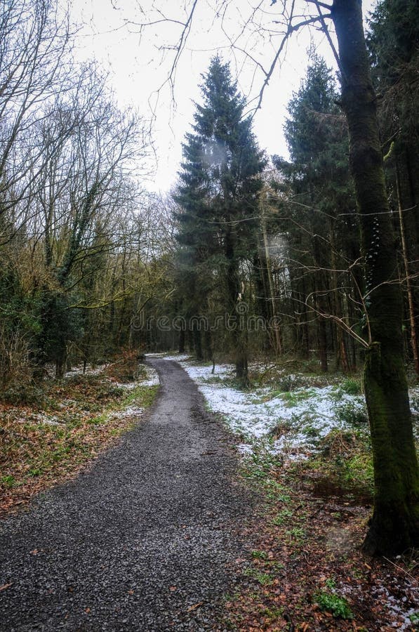 Forest pathway with snow stock photo. Image of walk - 309872444