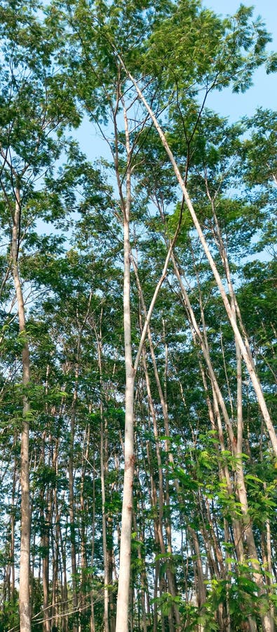 Photo of Forest of Sengon Trees, Taken from Afar Stock Image - Image of ...