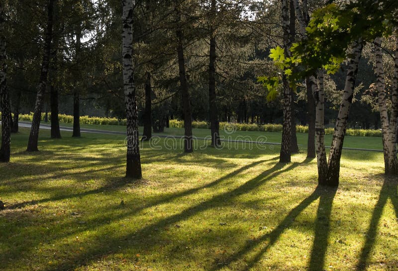 Photo of Forest with Shadows Stock Image - Image of color, forest: 7213263