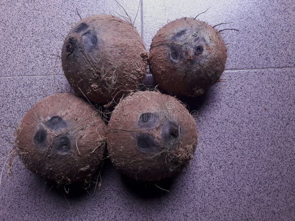 Photo of Four Old Coconuts on the Tiled Floor Stock Image - Image of ...