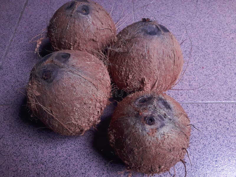 Photo of Four Old Coconuts on the Tiled Floor Stock Image - Image of ...