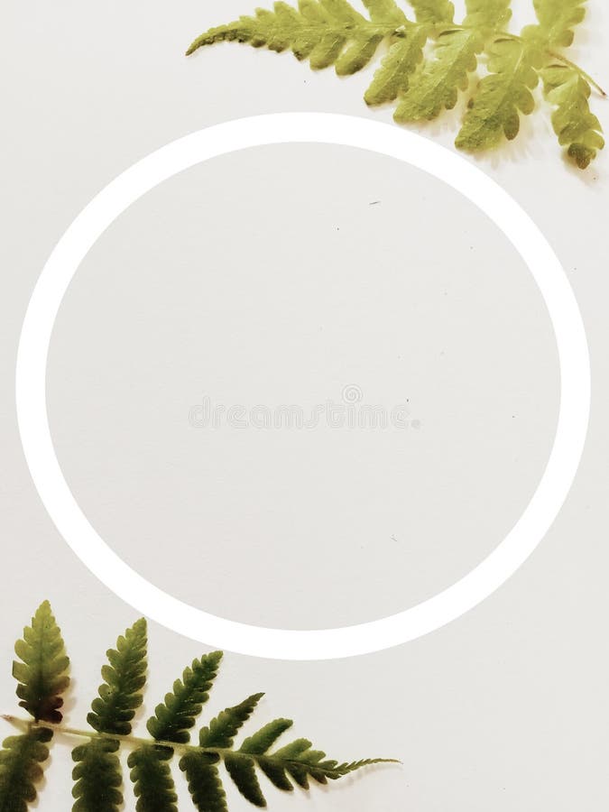 Photo frame of fern leaves stock image. Image of frame - 274140743