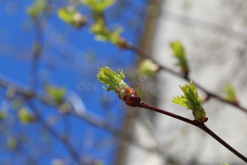 Budding on Tree Branches Against the Blue Sky Stock Photo - Image of ...