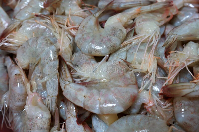 Photo of Fresh Raw Prawns on a Plate Stock Photo - Image of seafood ...