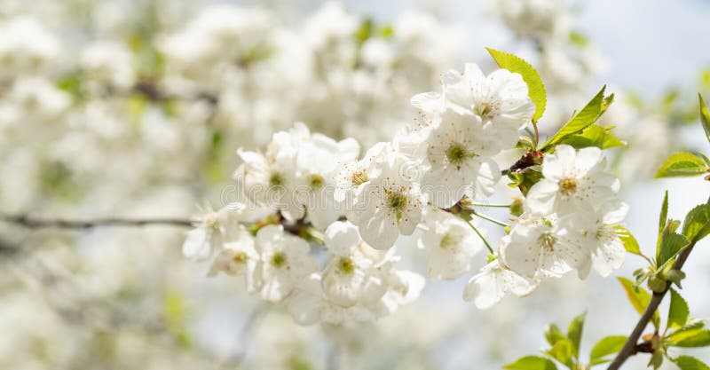 Photo of Fresh Spring Blossom Flower of Tree. Spring Blossom Flower ...