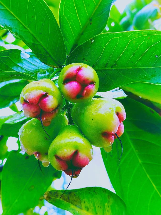 Photo of Fresh Water Guava Fruit in the Morning Stock Image - Image of ...