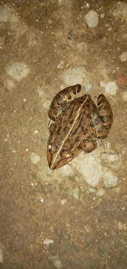 Photo of a Frog on the Ground Stock Image - Image of surface ...
