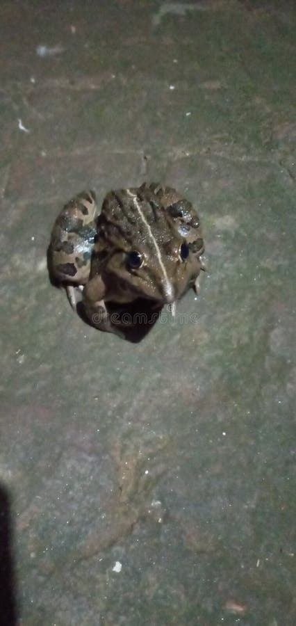 Photo of a Frog Looking at a Camera Stock Photo - Image of animal, toad ...