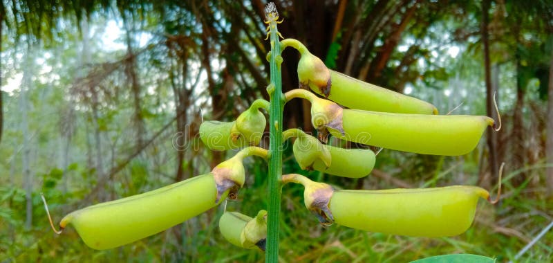 This is a Photo of the Fruit of Crotalaria Retusa L. Stock Image ...