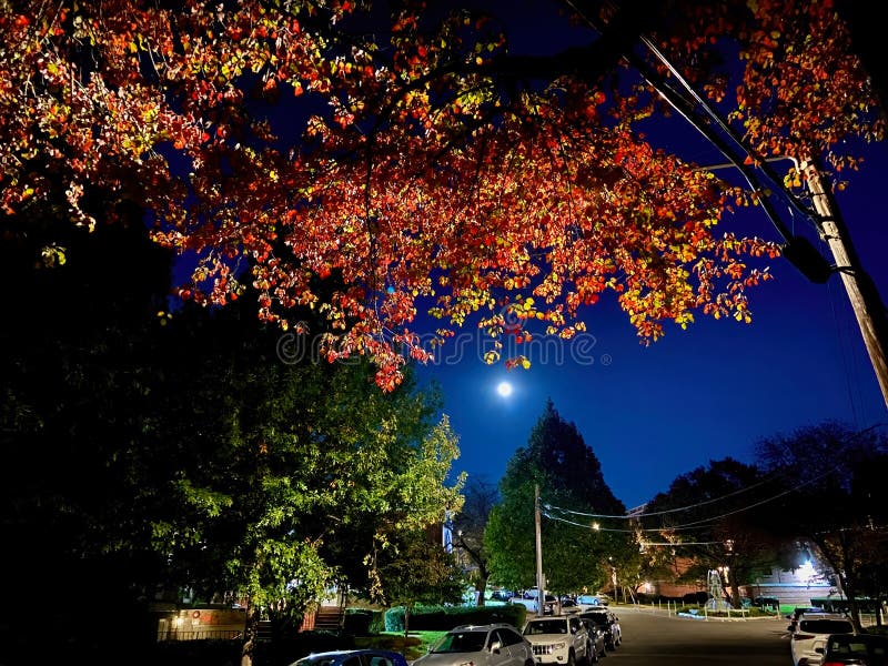 Full Moon at Night in October with Fall Foliage Stock Photo - Image of ...