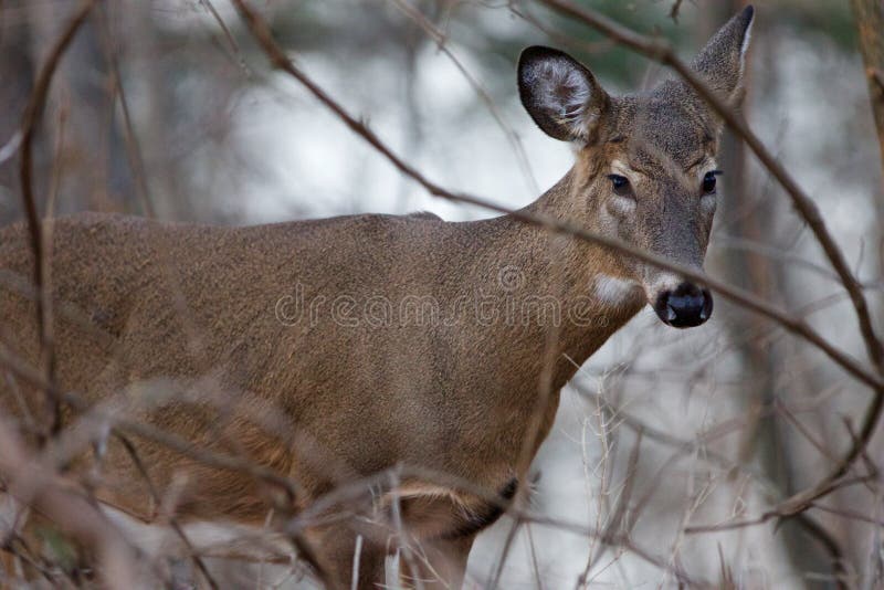 Photo of the Funny Deer in the Forest Stock Photo - Image of fall ...