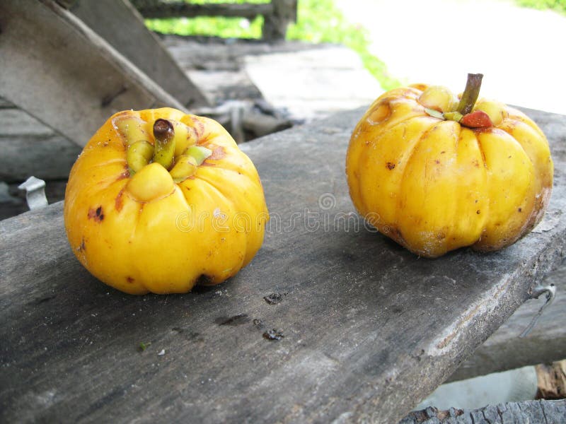 The garcinia 01 stock image. Image of garcinia, yellow - 106528315