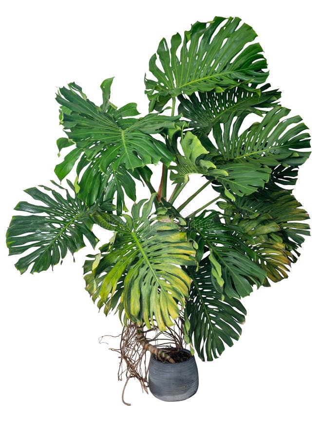 Photo of Giant Monstera Tree in Grey Pot Isolate on White, High Resolution Image Stock Image ...
