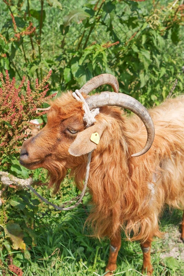 Photo of ginger goats. stock photo. Image of beard, village - 23038004