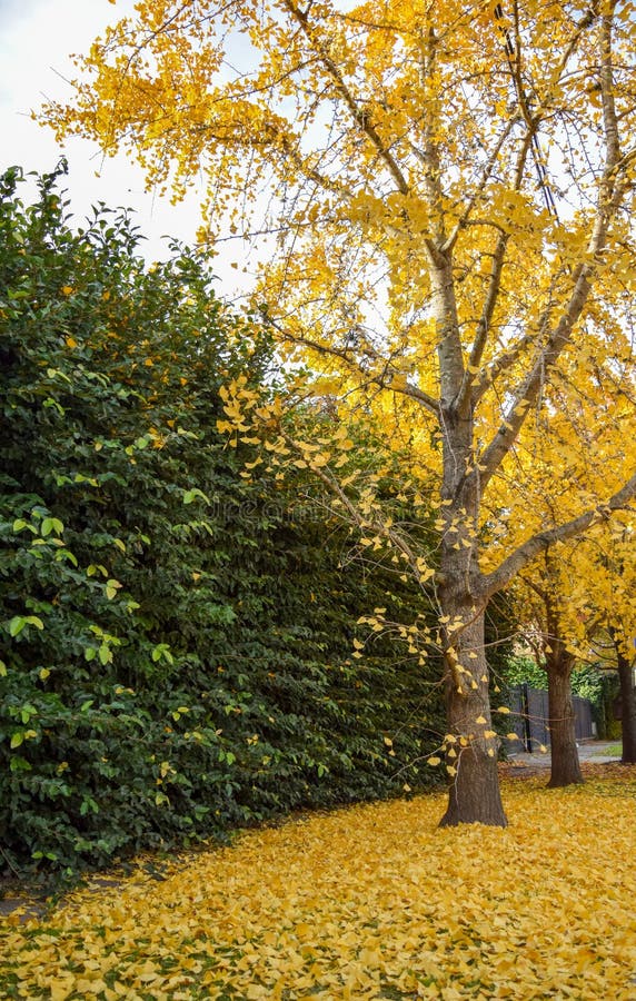 Photo of Ginkgo Biloba Tree in Autumn Stock Image - Image of close ...