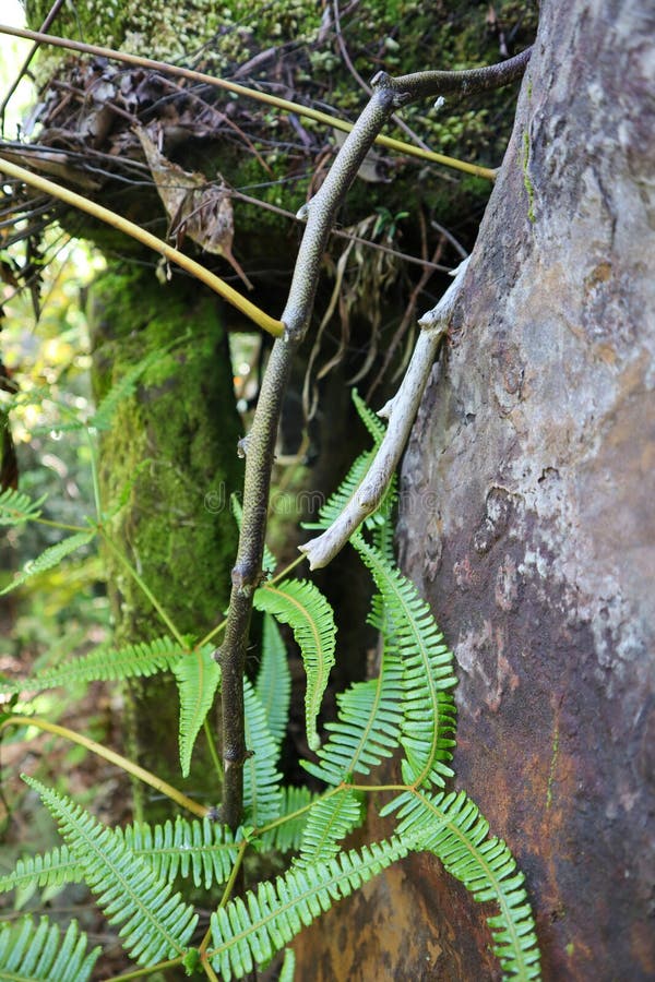 Photo of the Gleichenia Linearis Plant Stock Photo - Image of branch ...