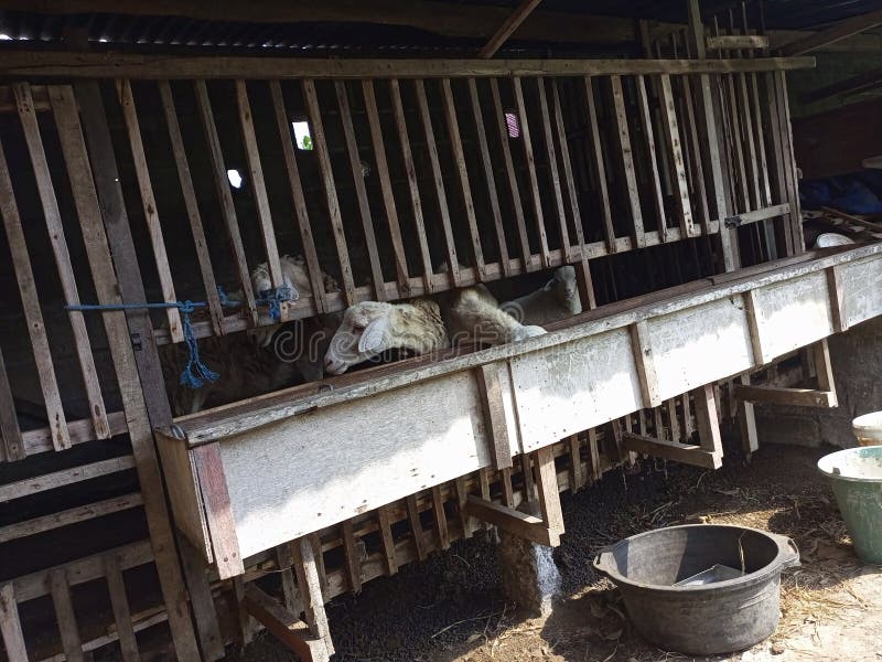 Photo of a Goat Pen with Goats in it Stock Image - Image of goats ...