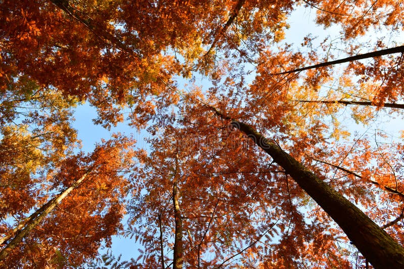 Golden Cedar Forest Looking Up in Autumn Stock Image - Image of woods ...
