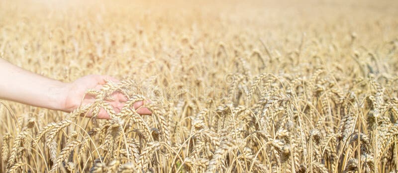 Golden wheat in the hand stock photo. Image of agriculture - 227762742