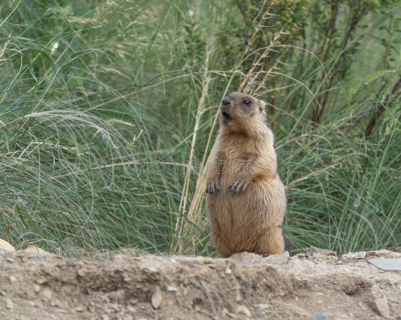 A Photo of a Gopher in the Wild in Mating Season. Stock Photo - Image ...