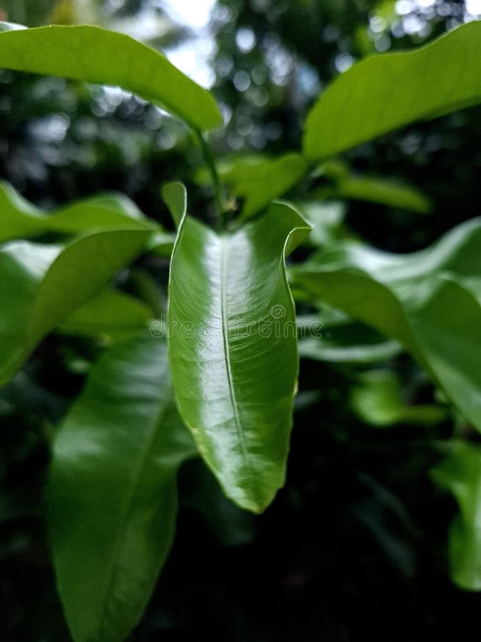 A Photo of a Grapefruit Leaf Stock Photo - Image of daun, jeruk: 354716266