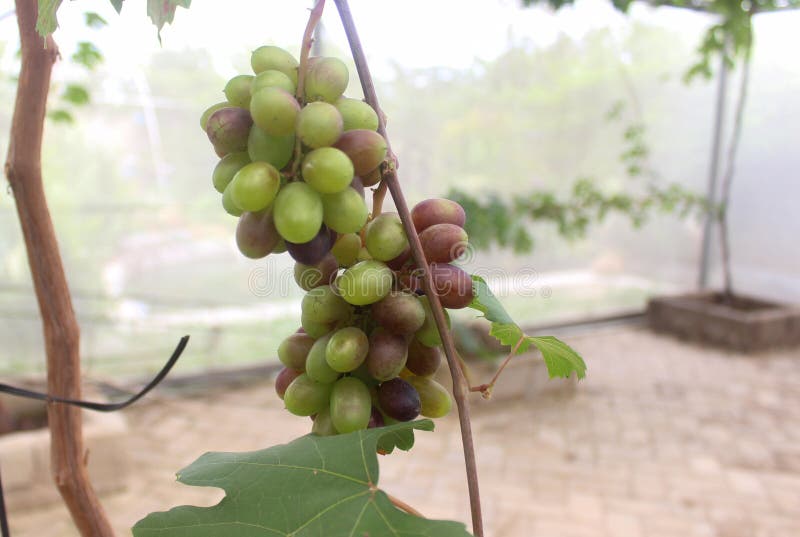 Photo of Grapes or Vitis Vinifera L. Stock Image - Image of leaf, fresh ...