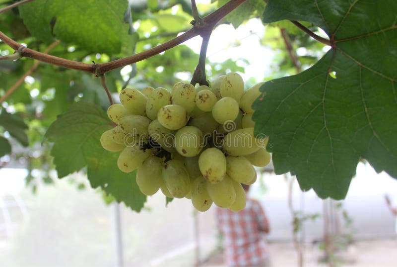 Photo of Grapes or Vitis Vinifera L Stock Image - Image of green ...