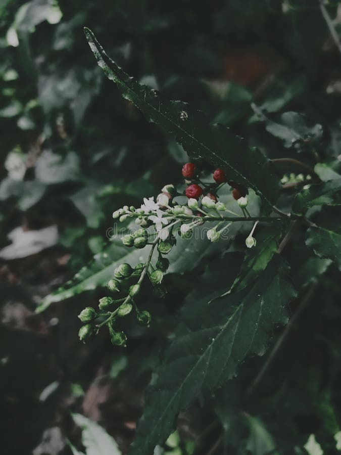 Photo of Grass Flowers Growing Around the Workplace Stock Image - Image ...