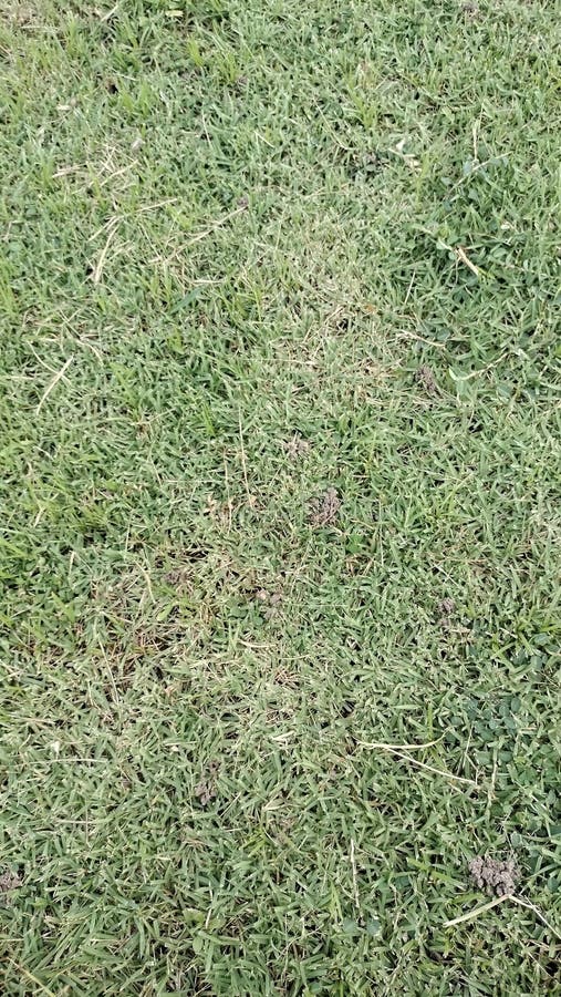 A Photo of Grass Grounding Greeny Chill Stock Image - Image of flooring ...