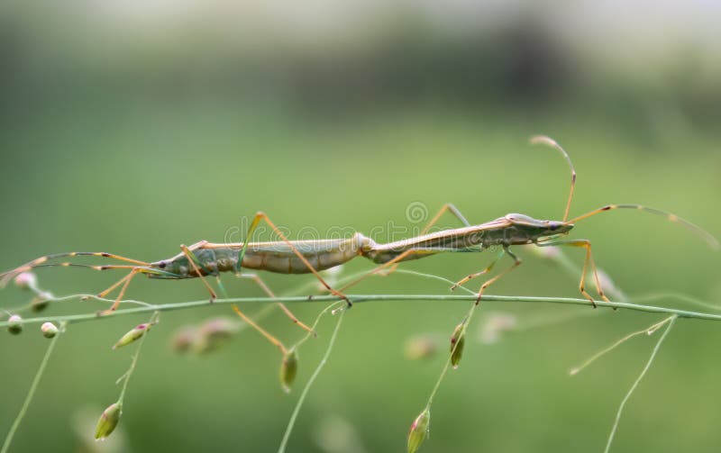 Photo of the Grasshopper Leptocorisa Oratorius or Commonly Called the ...