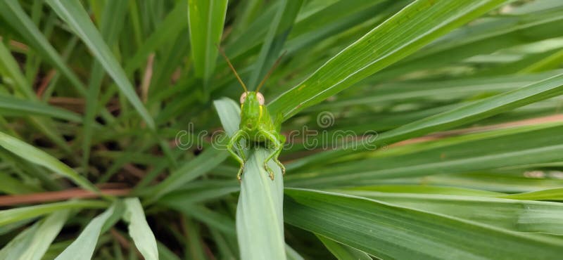 Photo of Grasshopper Looking at My Camera Stock Image - Image of ...