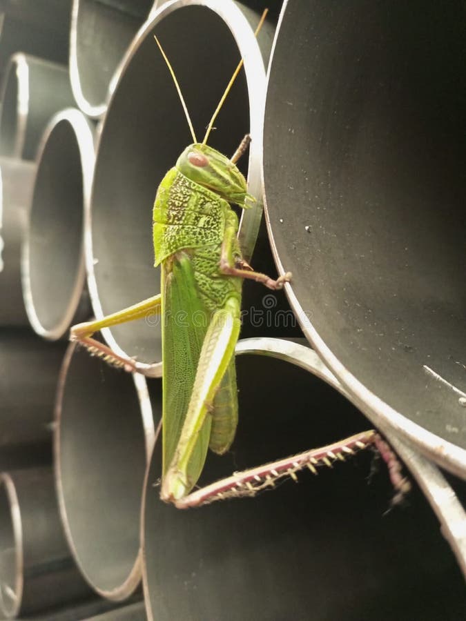 Photo of the Grasshopper is Taken Up Close Stock Photo - Image of ...