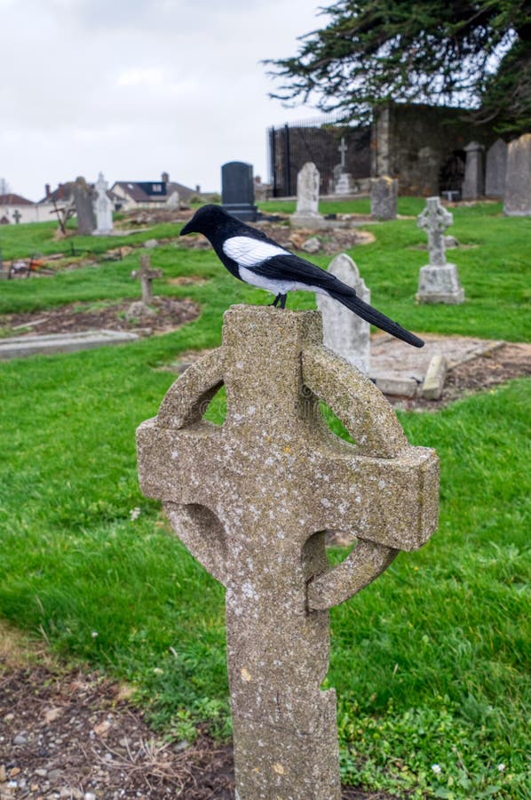 Magpie on celtic cross stock image. Image of people - 261343985