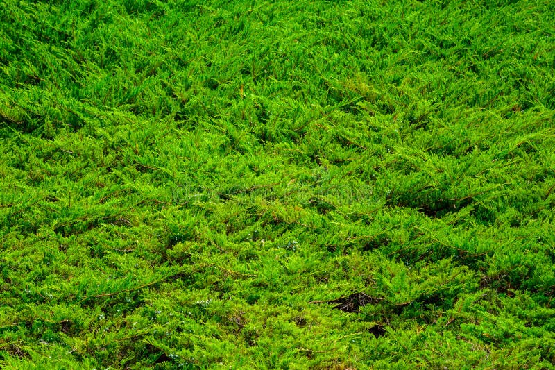 Photo of Green Bush Texture in a Park at Summer Stock Image - Image of ...