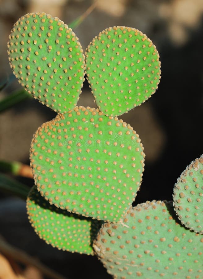 Photo of Green cactus stock image. Image of sharp, form - 17186815