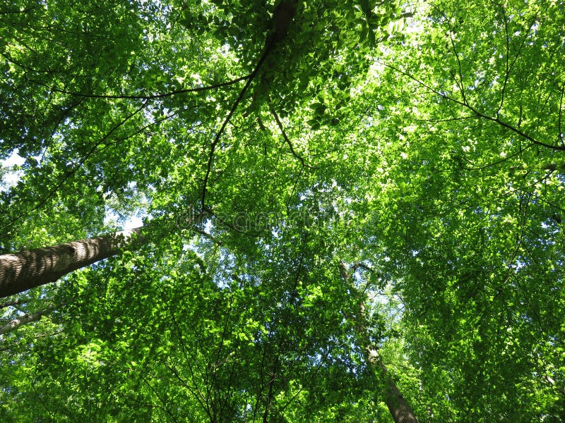 Green Canopy in the Forest with Sun Rays Stock Image - Image of nature ...