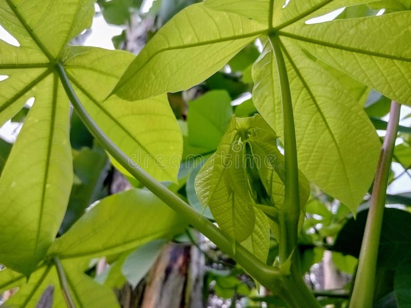Photo of Green Cassava Tree Shoots Stock Image - Image of cassava ...