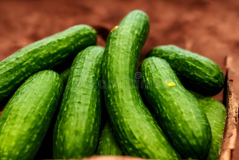 Photo of Green Cucumbers, a Fresh Vegetable, Recently Harvested Stock ...