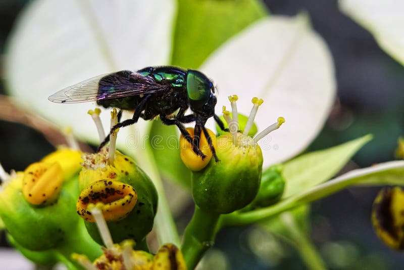 Green Fly in Yellow Flower Macro Photo Stock Photo - Image of flower ...