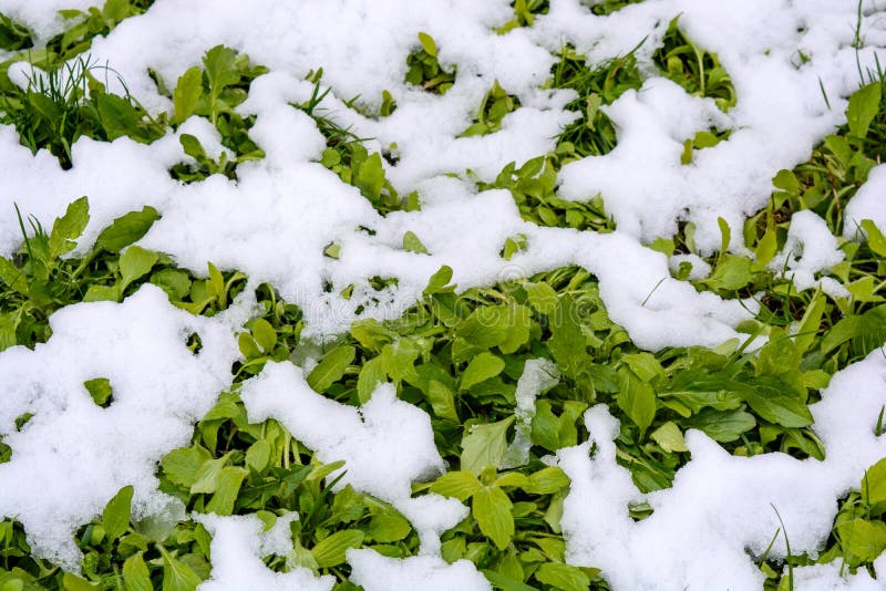 Photo of Green Grass after Falling Snow in Spring Stock Image - Image ...