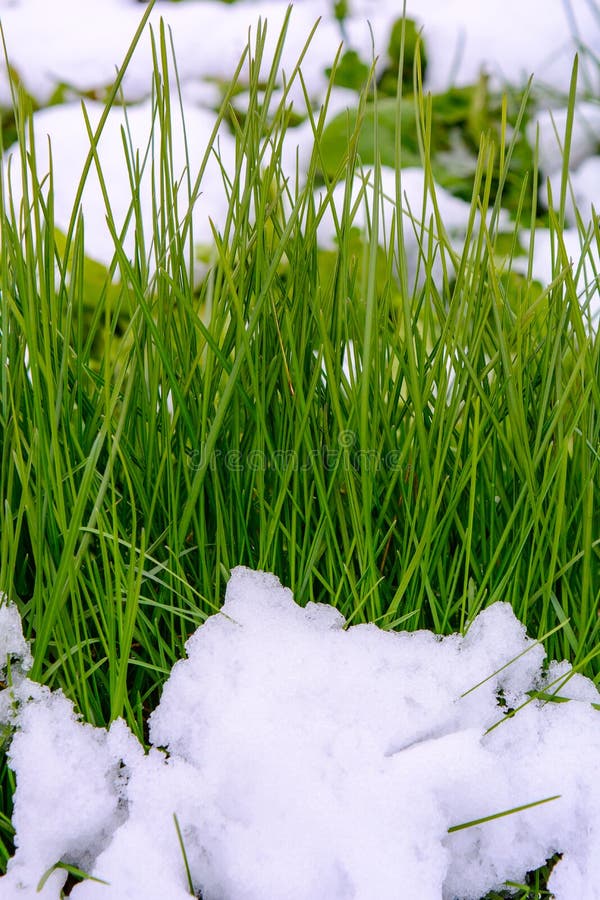 Photo of Green Grass after Falling Snow in Spring Stock Image - Image ...