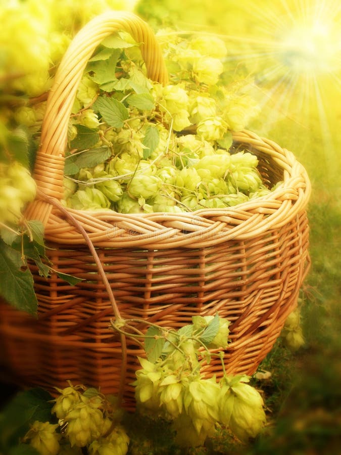 Hops in a Basket stock photo. Image of brewery, beer - 73644654