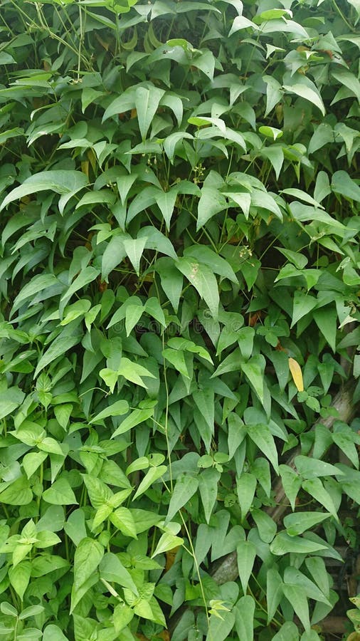 Photo of a Green Leaf of a Legume Plant Stock Image - Image of ...