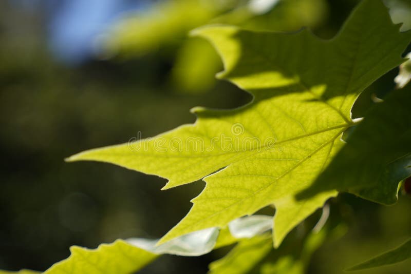 Green Leaf with Sun Going through it Stock Image - Image of maple, tree ...
