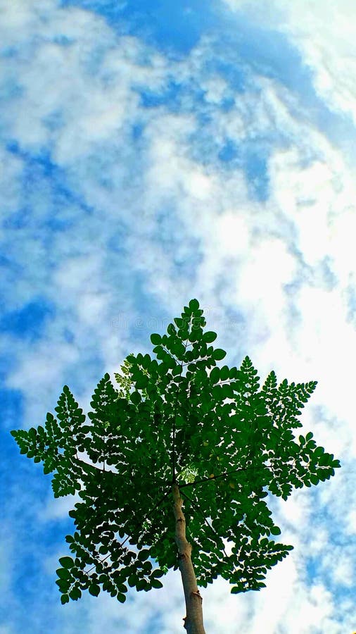 Photo of Green Leaf Tips of Moringa Tree with Bright Cloud Background ...