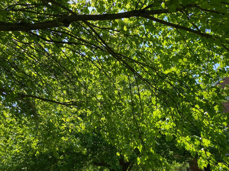Green Leaves Canopy in Spring in April Stock Image - Image of nature ...